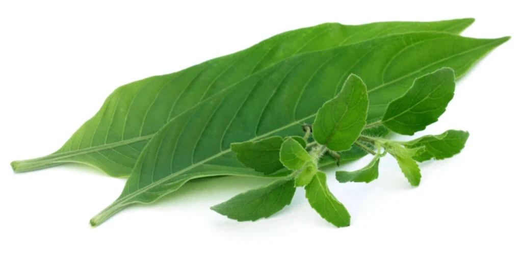 Ekstrak Adhatoda Vasica (Adhatoda vasica) - NaturMed Scientific
