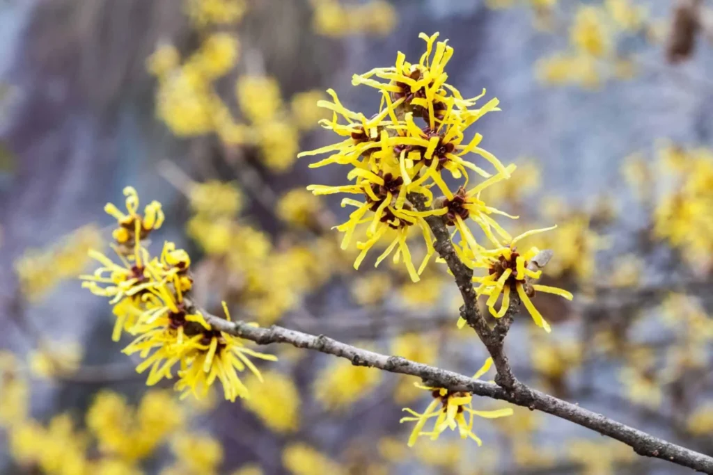 Ekstrak Hamamelis (Hamamelis virginiana) - NaturMed Scientific