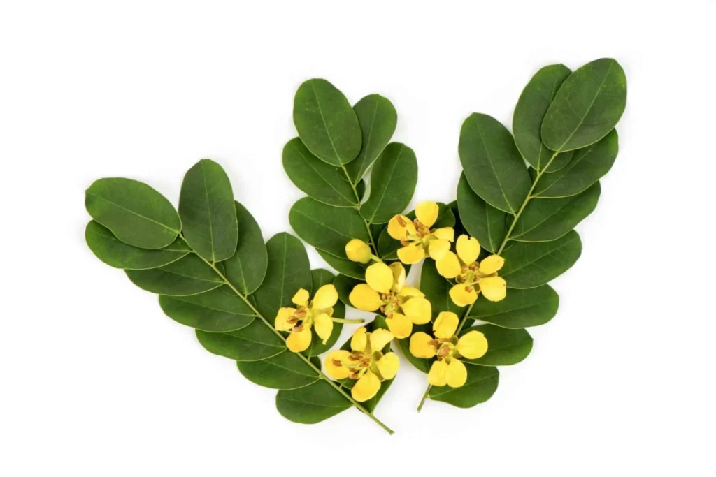 Ekstrak Daun Senna (Cassia angustifolia) - NaturMed Scientific