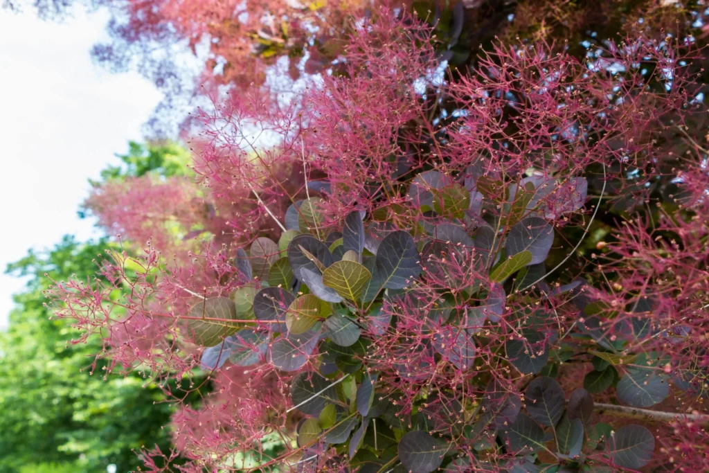 Smoketree Extract (Cotinus coggygria) - NaturMed Scientific
